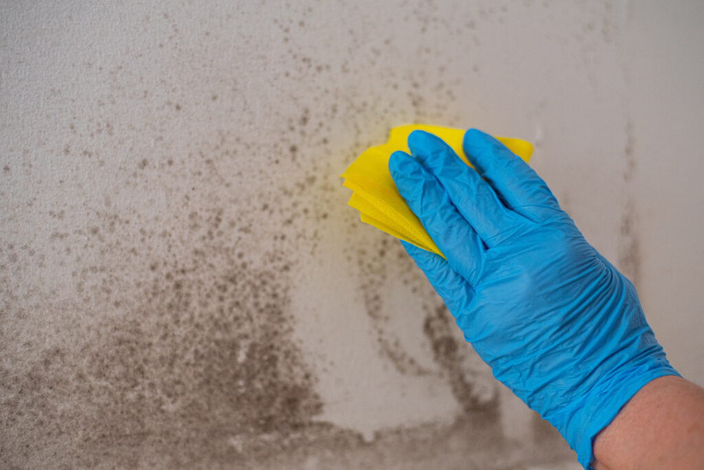 How To Prevent Mold From Returning After Mold Remediation - Paul Davis ...
